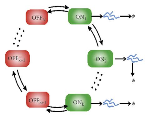 A Schematic Diagram For A Biological Prototype Of Gene Expression