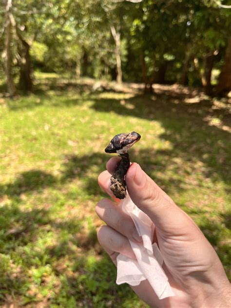 Ganoderma Sp R Mushrooms