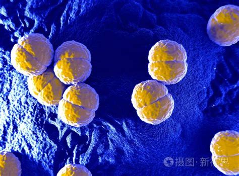 淋病奈瑟菌脑膜炎奈瑟菌或脑膜炎球菌细菌照片 正版商用图片0o16dy 摄图新视界