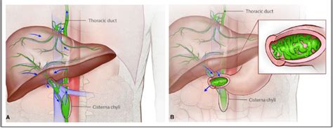 Cisterna Chyli Function