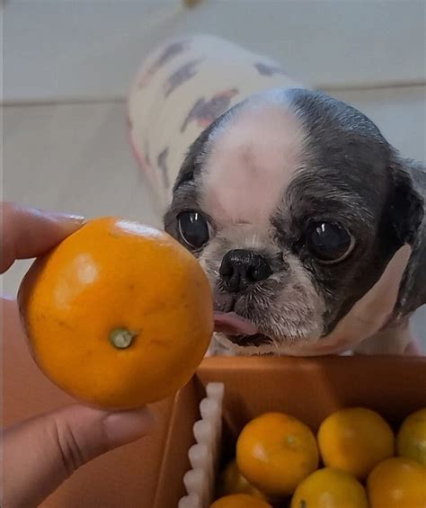 🍊 보고 군침이 싹도노~ ️😋 뉴스트림