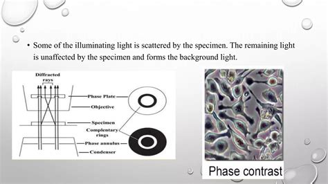 Characterisation Of Cells Lines Pptx