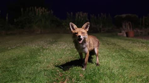 1364 Sweet Fox Stock Videos Footage And 4k Video Clips Getty Images