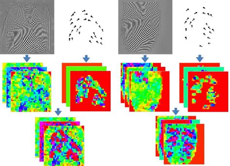 Figure 1 From A Cnn Based Framework For Comparison Of Contactless To Contact Based Fingerprints