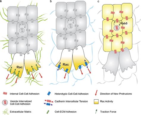 Cell Ecm And Cell Cell Interactions In Collective Migration A Download Scientific Diagram