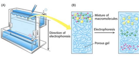12 Experimental Methods In Protein Biochemistry Analysis Flashcards Quizlet