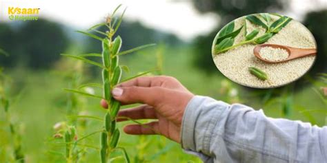 गर्मी में तिल की खेती से किसान कमा सकते हैं बढ़िया मुनाफा जानें बुवाई से कटाई तक की पूरी जानकारी