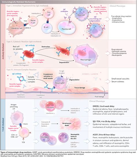 Beta Lactam Allergy And Cross Reactivity Recapem