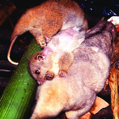 Cuscus Phalanger Orientalis Download Scientific Diagram