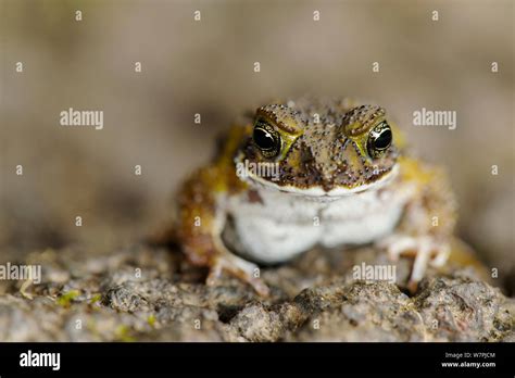 Koyna Toad Xanthophryne Koynayensis On Lava Rocks Western Ghats