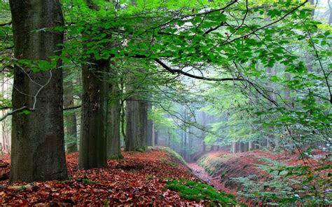 Paisaje Naturaleza Bosque Camino Wallpapers Hd Desktop And Mobile