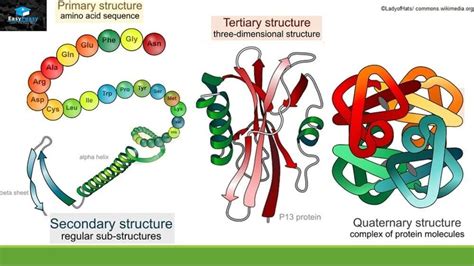 Structure And Function Of Proteins Lifeboat News The Blog