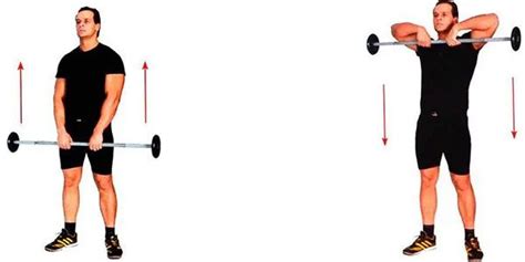 Базовые упражнения на все группы мышц для набора мышечной массы Тренировка морских котиков