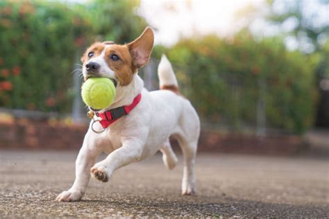 259400개 이상의 Be Terrier 스톡 사진 그림 및 Royalty Free 이미지 Istock