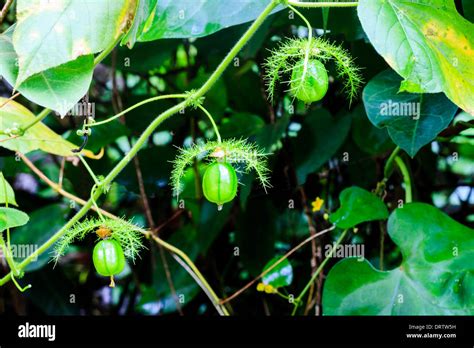 Wild Passion Fruit