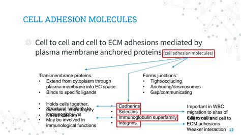 Extracellular Matrix Ppt Pptx