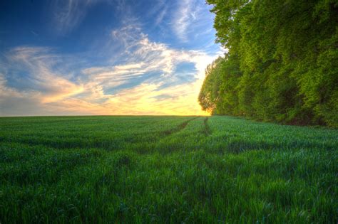 Green Grass Fields Wallpaper 193 Grass Background Gra