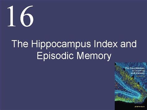 16 The Hippocampus Index And Episodic Memory The