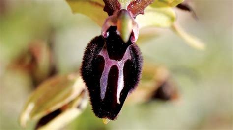 The Endemic Spider Orchid