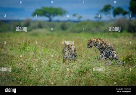 Leopard And Cub Leopard With Cub African Leopards African Leopard With Cub African Leopard
