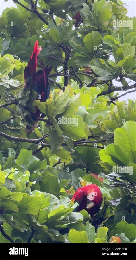Wild Scarlet Macaws Eating In A Tree In Costa Rica Stock Video Footage Alamy