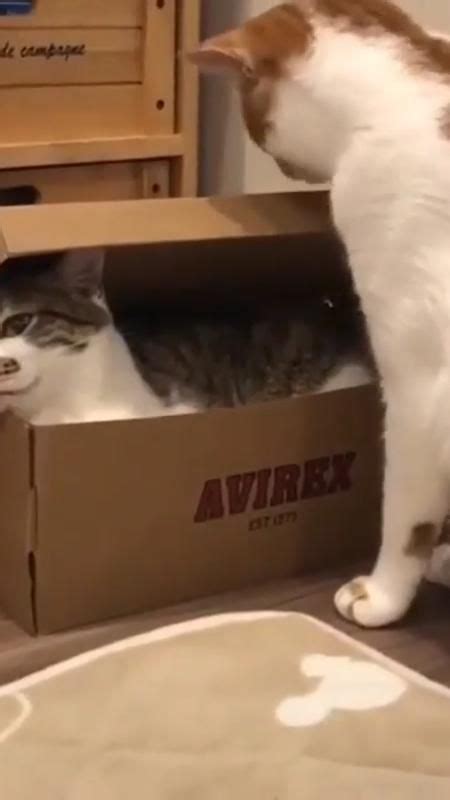 Hilarious Cat Playtime In A Box