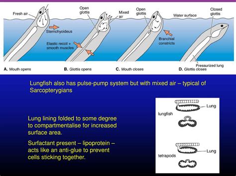 Ppt Understanding The Respiratory System In Aquatic Organisms