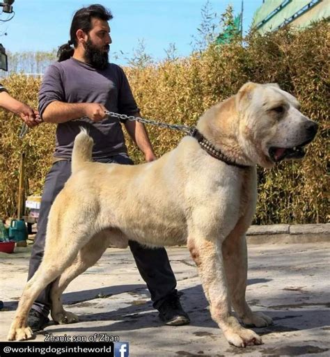 Central Asian Shepherd Alabai Central Asian Ovtcharka Cao Aziat