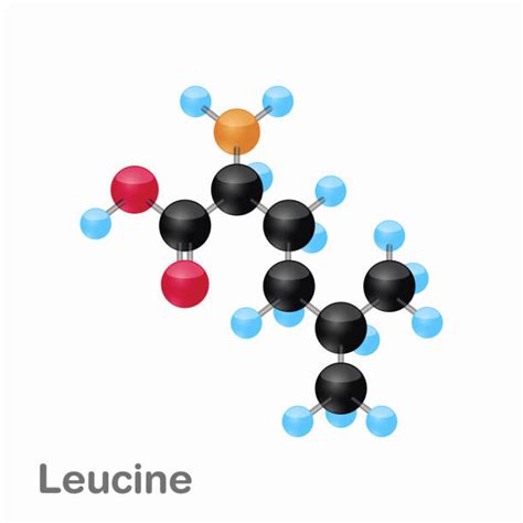 Leucine Chemical Structure Illustrations Royalty Free Vector Graphics And Clip Art Istock