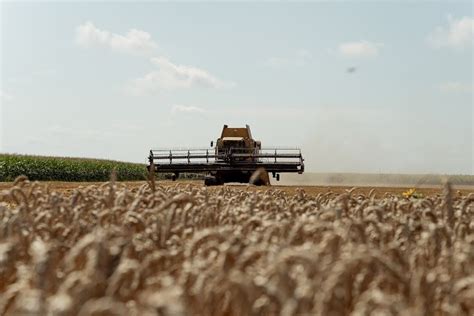 На Закарпатті фермер засіяв пшеницею поля ЗСУ