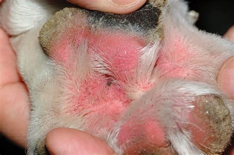 Pyoderma In The Dog Todays Veterinary Nurse