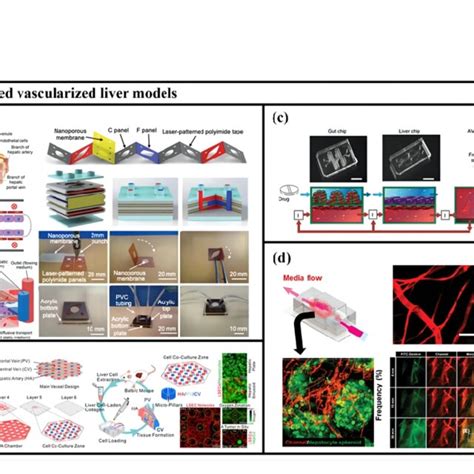 Microfluidics Based Vascularized Liver Models A Liver Sinusoidal