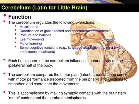 Cerebellum Function In The Brain