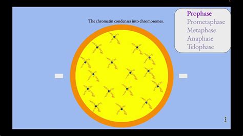Cell Cycle Animation Youtube