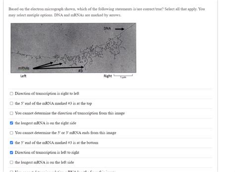Solved Based On The Electron Micrograph Shown Which Of The