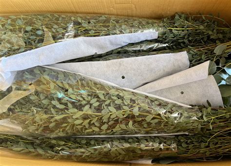 ไม้ใบ สวนคัตเตอร์เชียงใหม่ ดอกไม้สด ขายส่ง เชียงใหม่