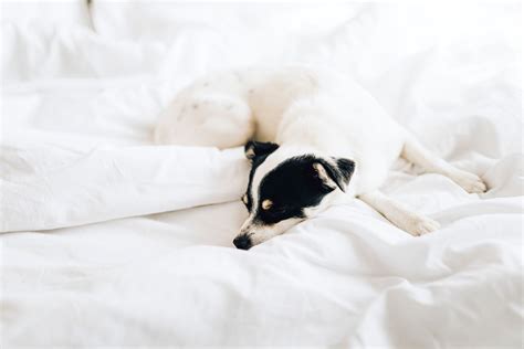 Sleep Images Free Vectors Pngs Mockups And Backgrounds Rawpixel