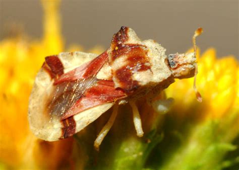 Ambush Bug Phymatidae Phymata Pacifica Bugguidenet