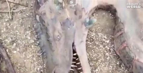 მამაკაცმა ნამდვილი გველეშაპი აღმოაჩინა ფოტო ვიდეო კვირა