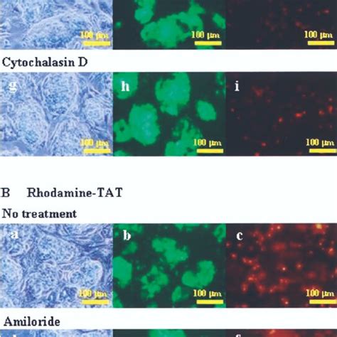 Uptake Kinetics Of Extracellular Cpps Ips Cells Were Incubated With 5