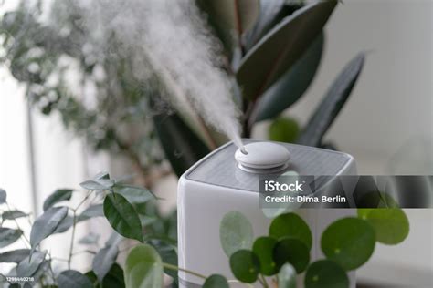 집식물로 둘러싸인 집에서 가열 기간 동안 공기 가습기에서 증기를 클로즈업 가습기에 대한 스톡 사진 및 기타 이미지 가습기 바람 식물 Istock