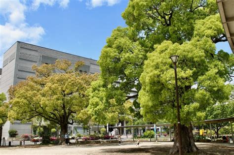 クスノキ楠西宮の市の木 西宮流 にしのみやスタイル