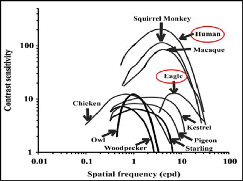 Csfs Contrast Sensitivity Functions Comparison Between Primates And