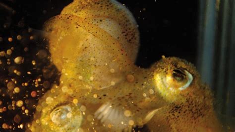 Squids Marathon Mating Sessions Shortens Lifespan Herald Sun