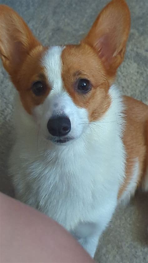 Does Anyone Else Have A Small Corgi R Corgi