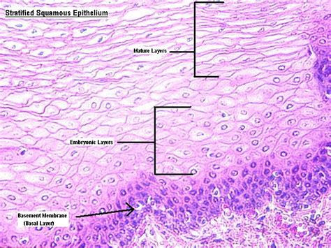 Simple Squamous Epithelial Tissue Labeled