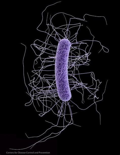 Clostridioides Difficile Characteristics Disease Lab Diagnosis Microbe Online