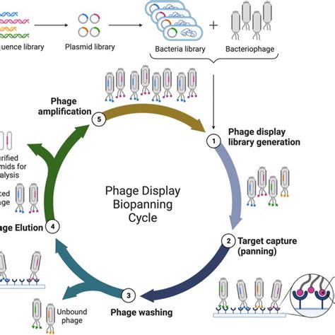 Phage Display Biopanning Cycle Step 1 Phage Display Libraries Are Download Scientific Diagram
