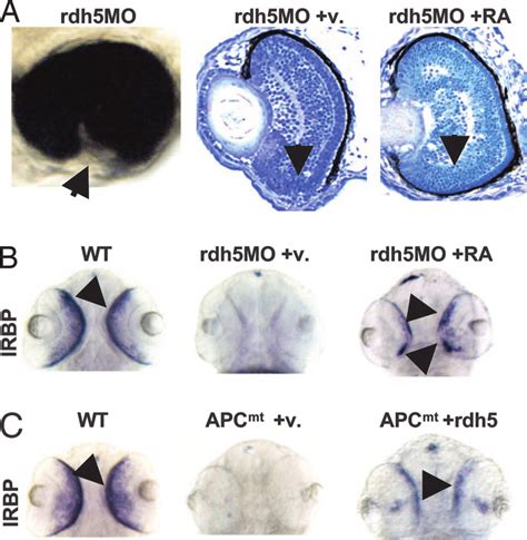 Rdh5 Controls Ra Production In The Rpe And Rescues Apc Mutants A