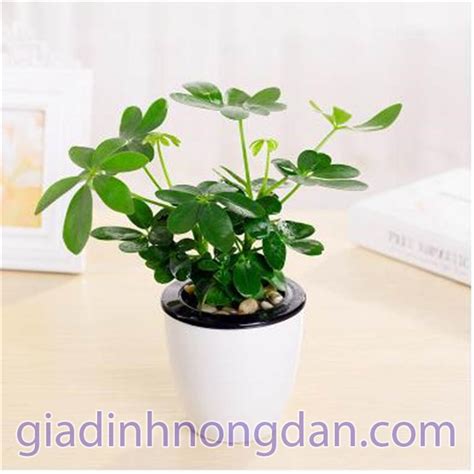 C Y Ng Gia B Ch N Chim